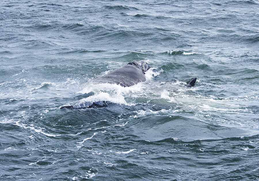 Whales & Our Whale Crier